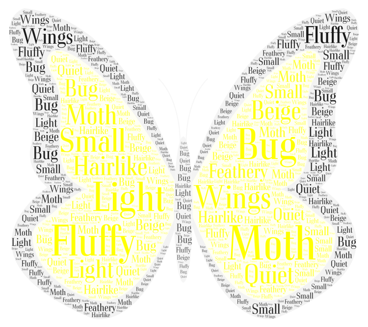 Moth – WordArt.com
